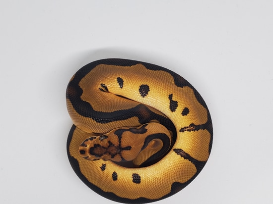 Red Stripe, Yellow Belly, Clown Pos Leopard Ball Python by Familiar ...