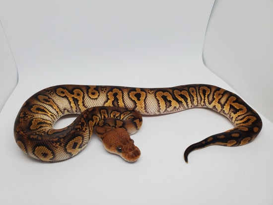 Stranger Yellowbelly Clown Ball Python by Familiar Folx Reptiles