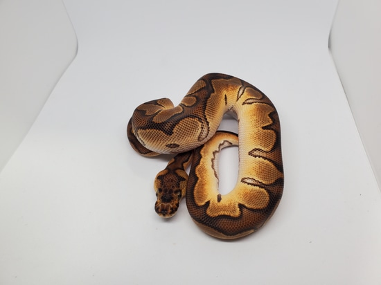 Super Orange Dream, Black Pastel, Enchi, Clown Ball Python by Spartan ...