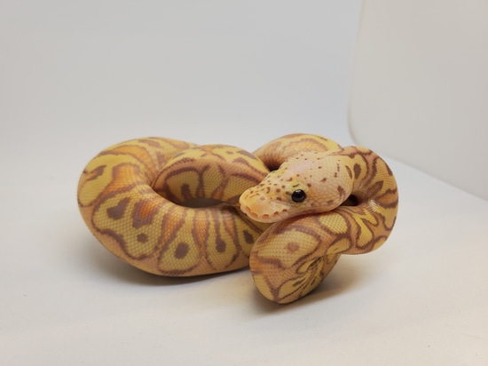 Banana Red Stripe Yellow Belly Pastel Clown Ball Python by Spartan Pythons