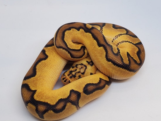 Red Stripe Yellow Belly Enchi Clown Ball Python by Spartan Pythons