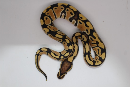 Desert Ghost Het Clown Ball Python by Spartan Pythons