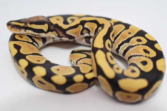 Desert Ghost Het Clown Ball Python by Familiar Folx Reptiles