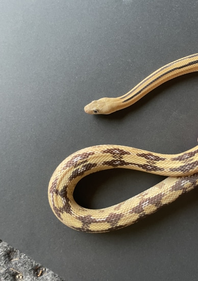2019 Male Trans-pecos Rat Snake Trans-Pecos Rat Snake by Shea Peterson