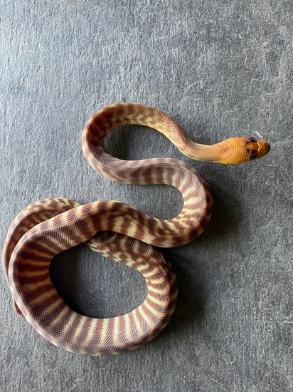2024 Male Woma Python by Shea Peterson