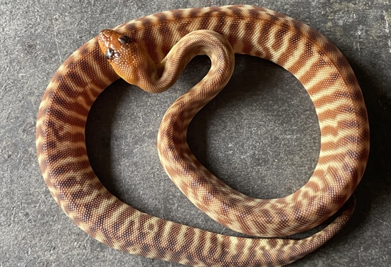 2024 Male Woma Python by Shea Peterson