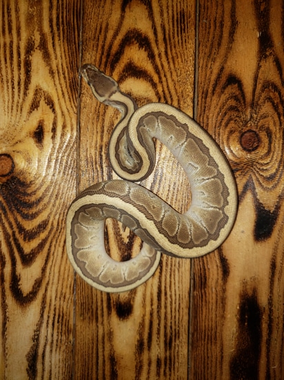 Butter Pinstripe Ball Python by C&B Pythons