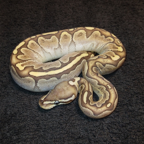 Bamboo,pastel,yb Ball Python by Mixed1up4u Morphs