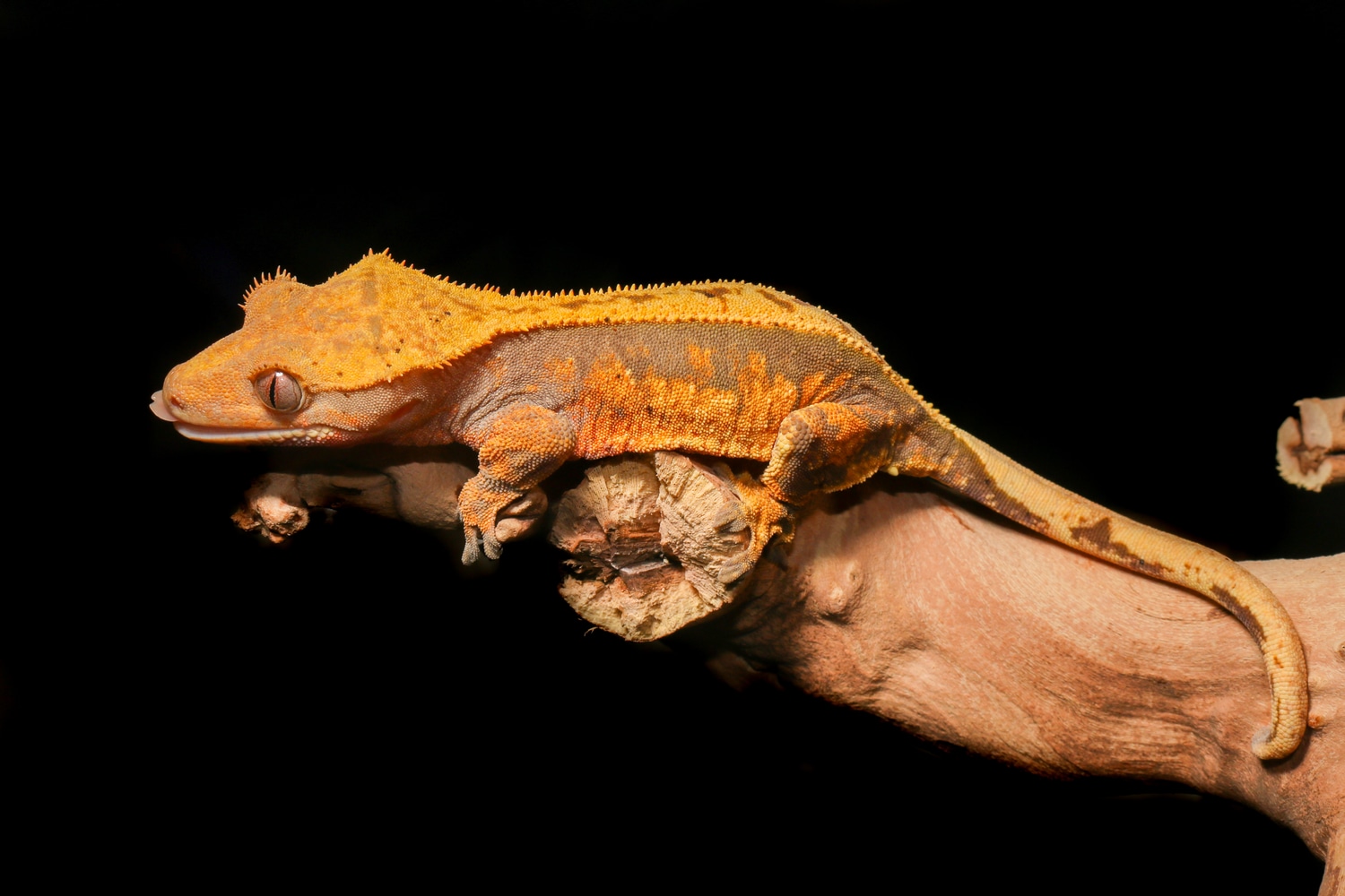 Tricolor Crested Gecko by Specialty Herps - MorphMarket