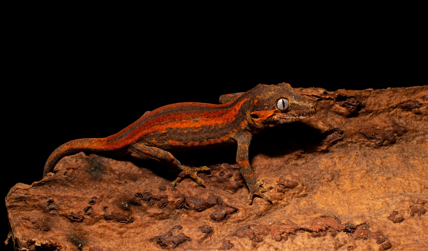 Super Stripe Gargoyle Gargoyle Gecko by Specialty Herps - MorphMarket