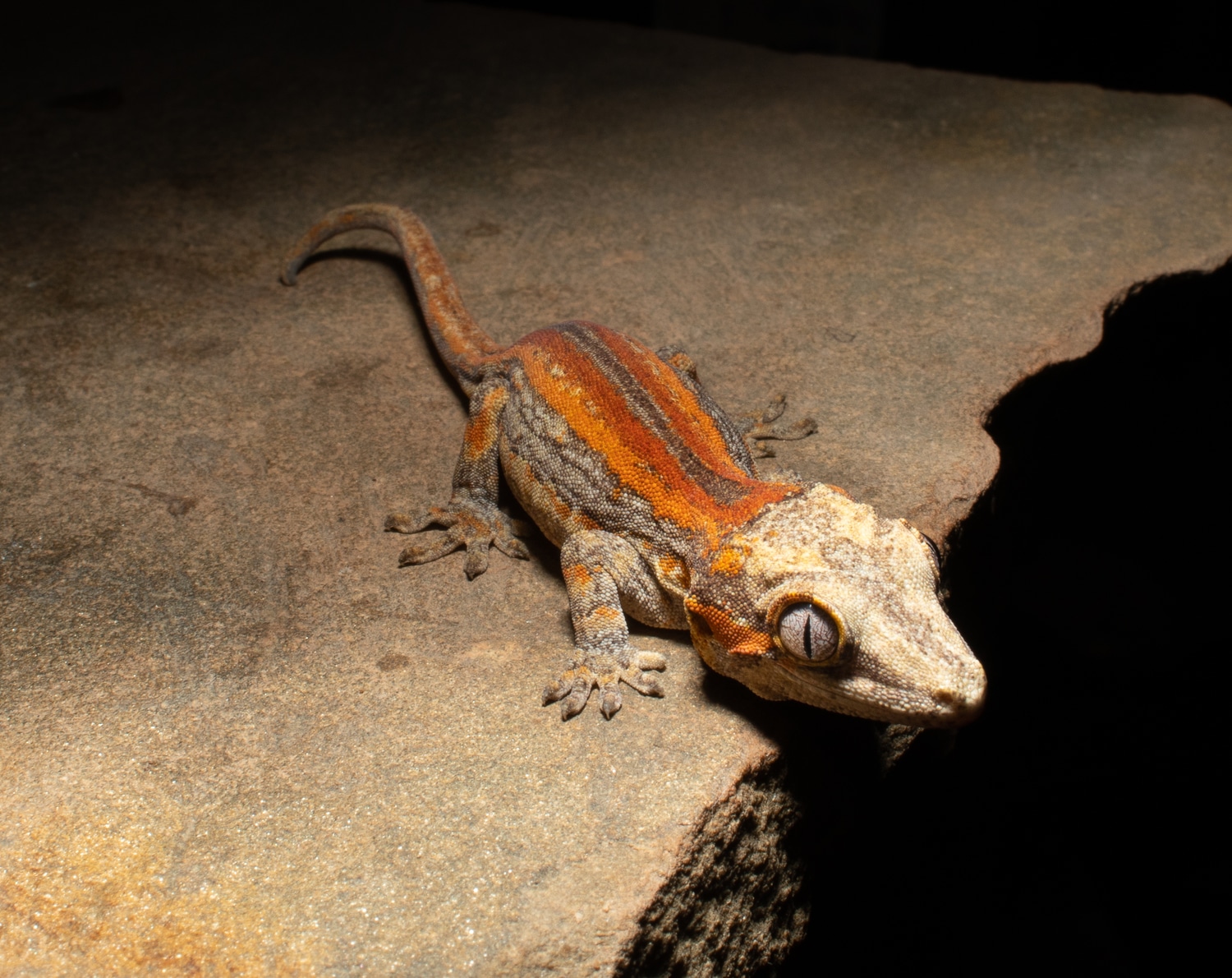 Nice Orange/red Stripe Free Shipping Gargoyle Gecko by Specialty Herps ...