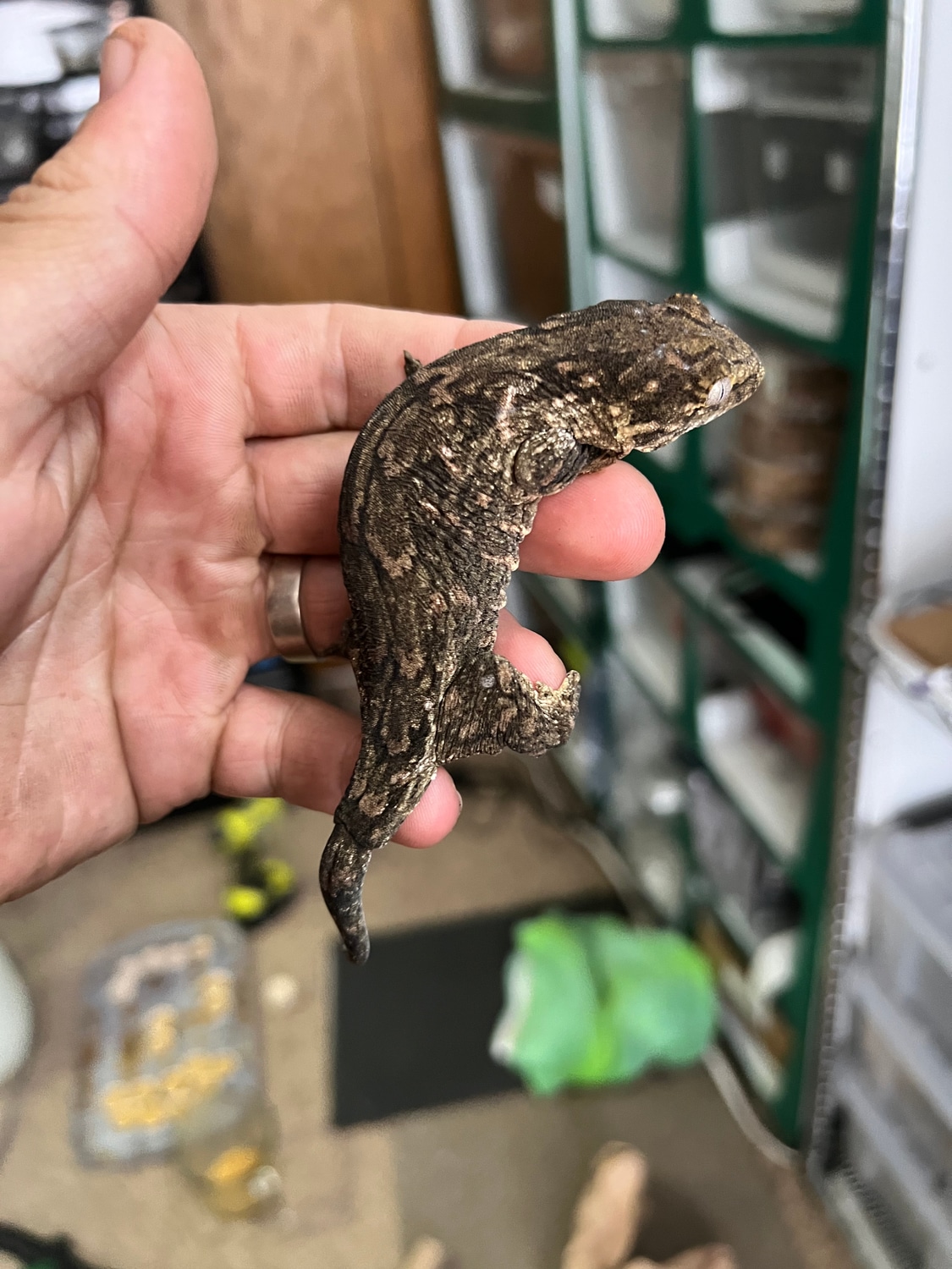 GT Het Melanistic Leachianus Gecko by Specialty Herps - MorphMarket