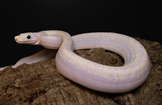 Princess Diamond Boa Constrictor by Specialty Herps