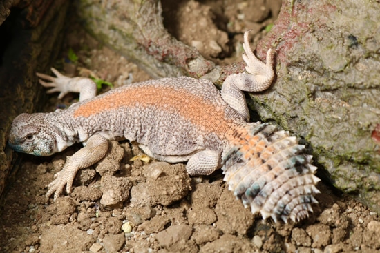 Male Uromastyx Thomasi by Specialty Herps
