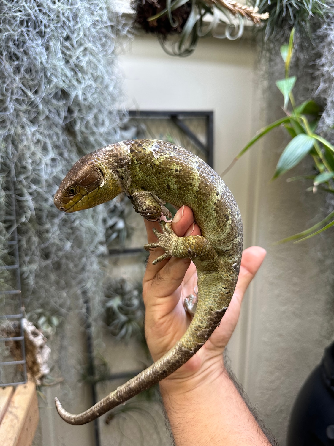 Monkey Tail Skink Monkey-Tailed Skink by Specialty Herps - MorphMarket