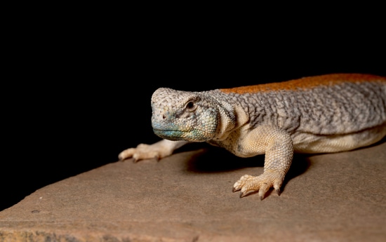 Uromastyx Thomasi by Specialty Herps