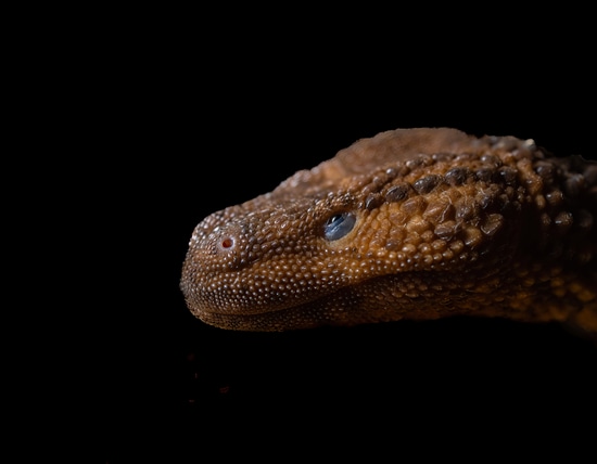 Cbb Earless Monitor PAIR Other Monitor by Specialty Herps