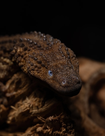 Cbb Earless Monitor Other Monitor by Specialty Herps