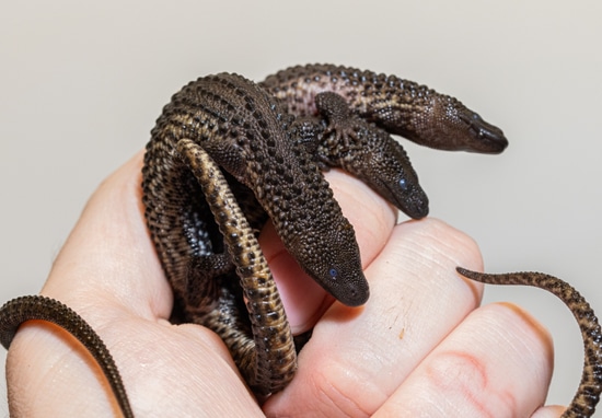 USCBB Earless Monitors Other Monitor by Specialty Herps