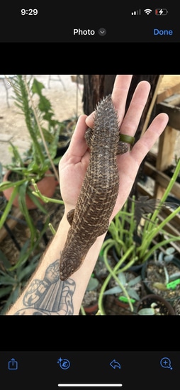 RTB 1.1 Gidgee Skinks, Egernia Stokesii More Skink by Specialty Herps