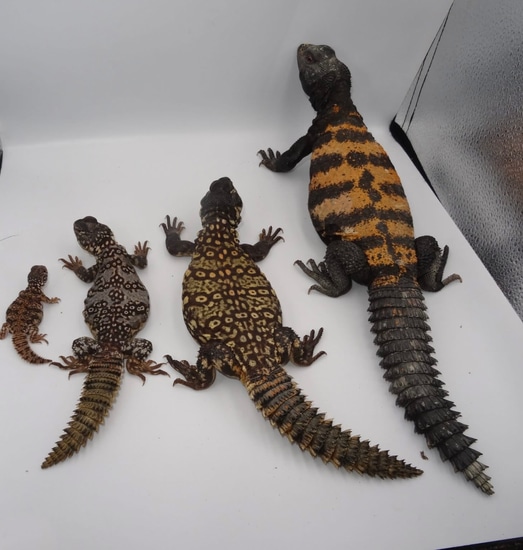 PAIR Orange Banded Uromastyx Dispar Flavifasciata by Specialty Herps