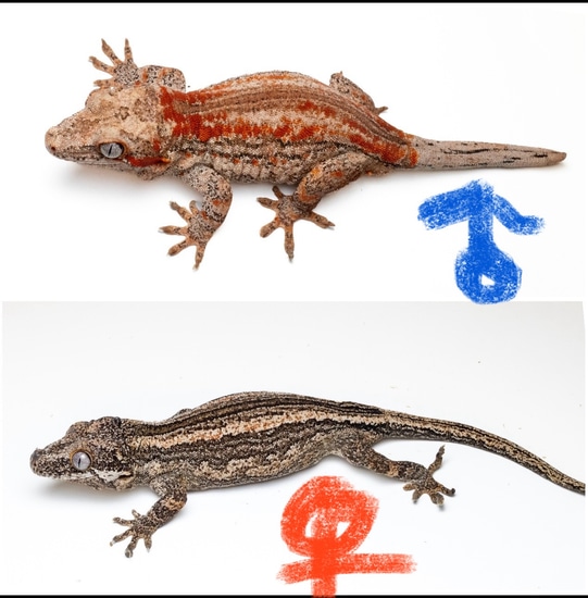 Proven Breeding Pair Of Gargoyles Gargoyle Gecko by Specialty Herps