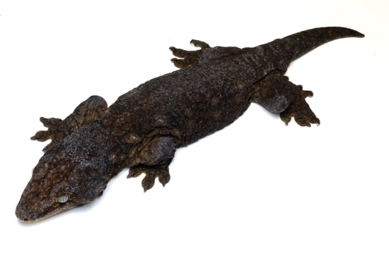 MCDM GT Large DARK RTB Male Leachianus Gecko by Specialty Herps