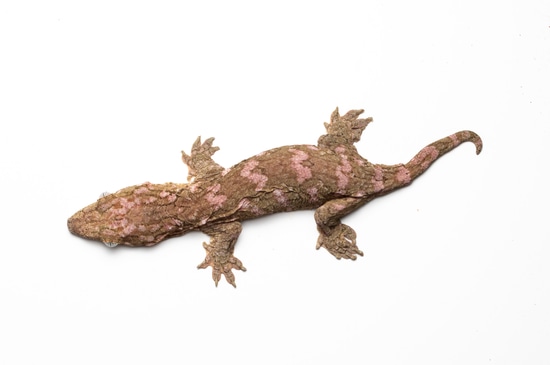 High Color Pink Moro Cross Leachie Leachianus Gecko by Specialty Herps