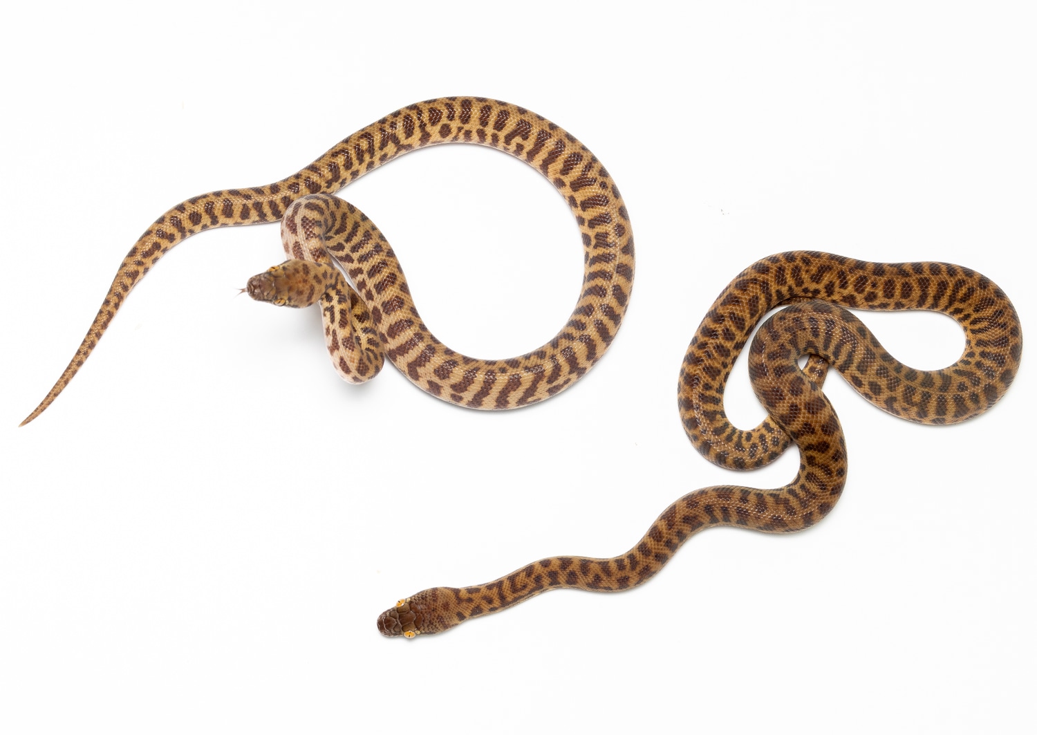 Eastern stimsons python PAIR