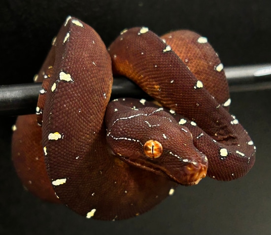 Dab2312 (Conan X Sonja Clutch) Green Tree Python by The Reptile Perch