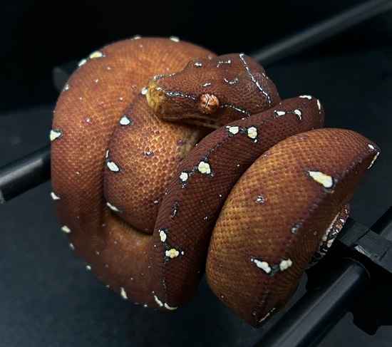 Dab2312 (Conan X Sonja Clutch) Green Tree Python by The Reptile Perch