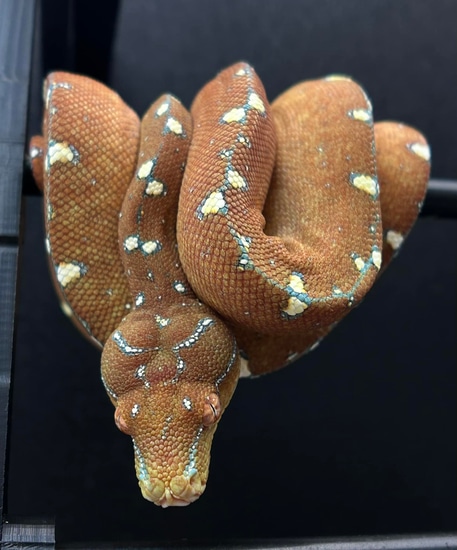 Dab2318 (Conan X Sonja Clutch) Green Tree Python by The Reptile Perch