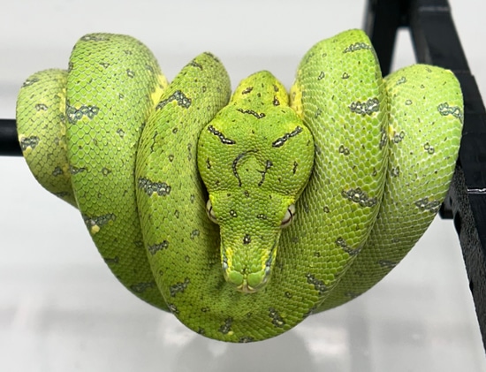 USCBB Manokwari/Biak X Aru/Biak Green Tree Python by The Reptile Perch