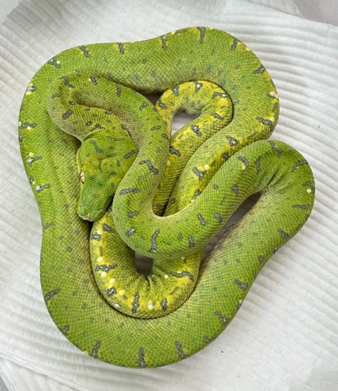 USCBB Manokwari/Biak X Aru/Biak Green Tree Python by The Reptile Perch