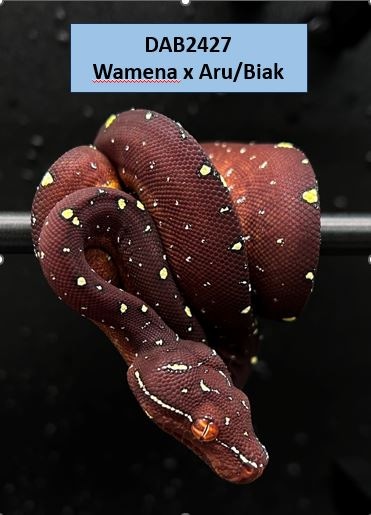 USCBB Wamena X Aru/Biak Green Tree Python by The Reptile Perch