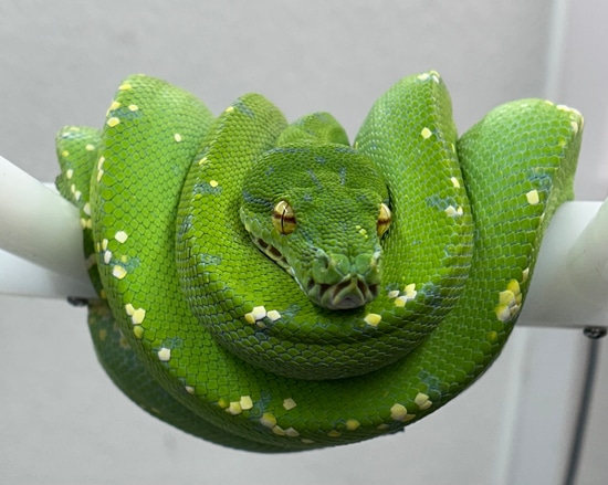 USCBB Manokwari/Biak X Aru/Biak Green Tree Python by The Reptile Perch