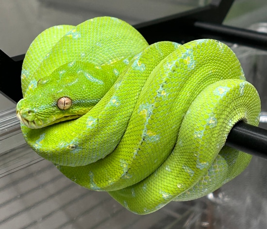 Dab2323 (Conan X Sonja Clutch) Green Tree Python by The Reptile Perch