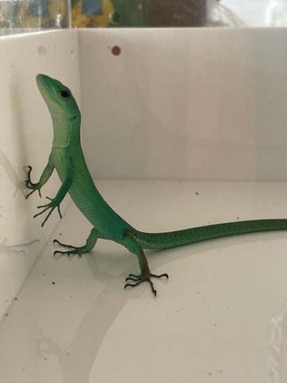 Green Keeled, Juvenile (Possible Male) More Lizard by Spectrum Reptile Co.