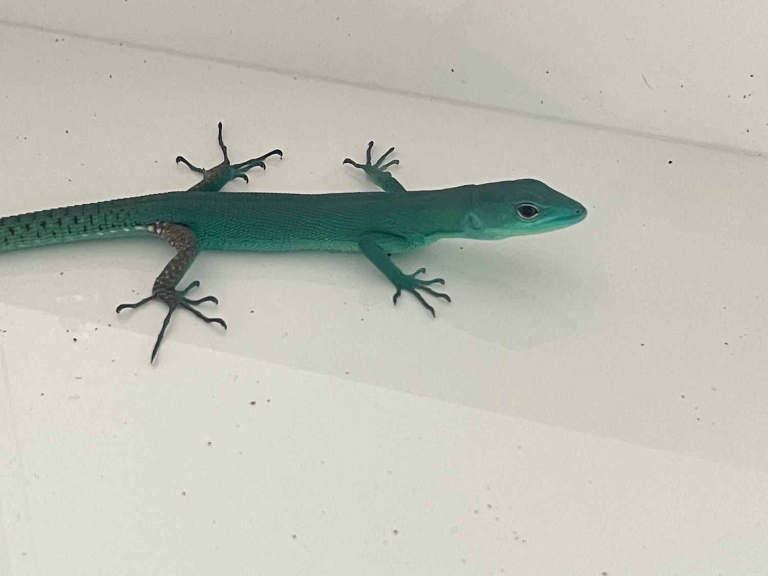 Green Keeled, Juvenile (Possible Female) More Lizard by Spectrum ...