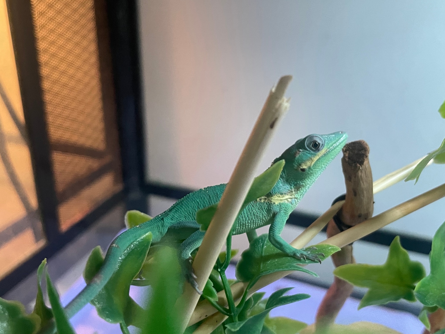 Cuban Knight Green Anole, Baby by Spectrum Reptile Co. - MorphMarket