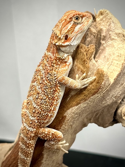 Baby Bearded Dragon (Red/Citrus/Blue Bar/Hypo/Translucent) Central ...