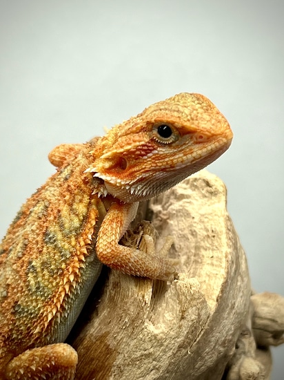 Baby Bearded Dragon (Red/Citrus/Blue Bar/Hypo/Translucent) Central ...
