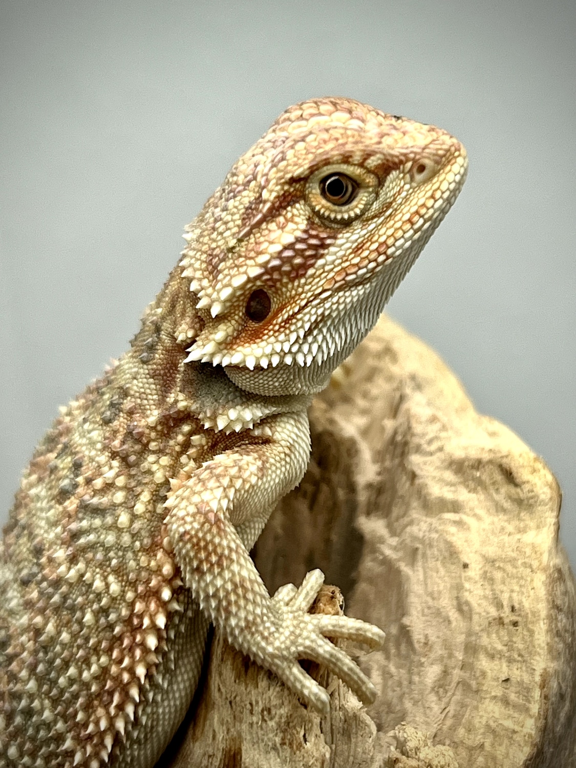 Baby Bearded Dragon (Red/Citrus/Blue Bar/Hypo/Translucent) Central ...