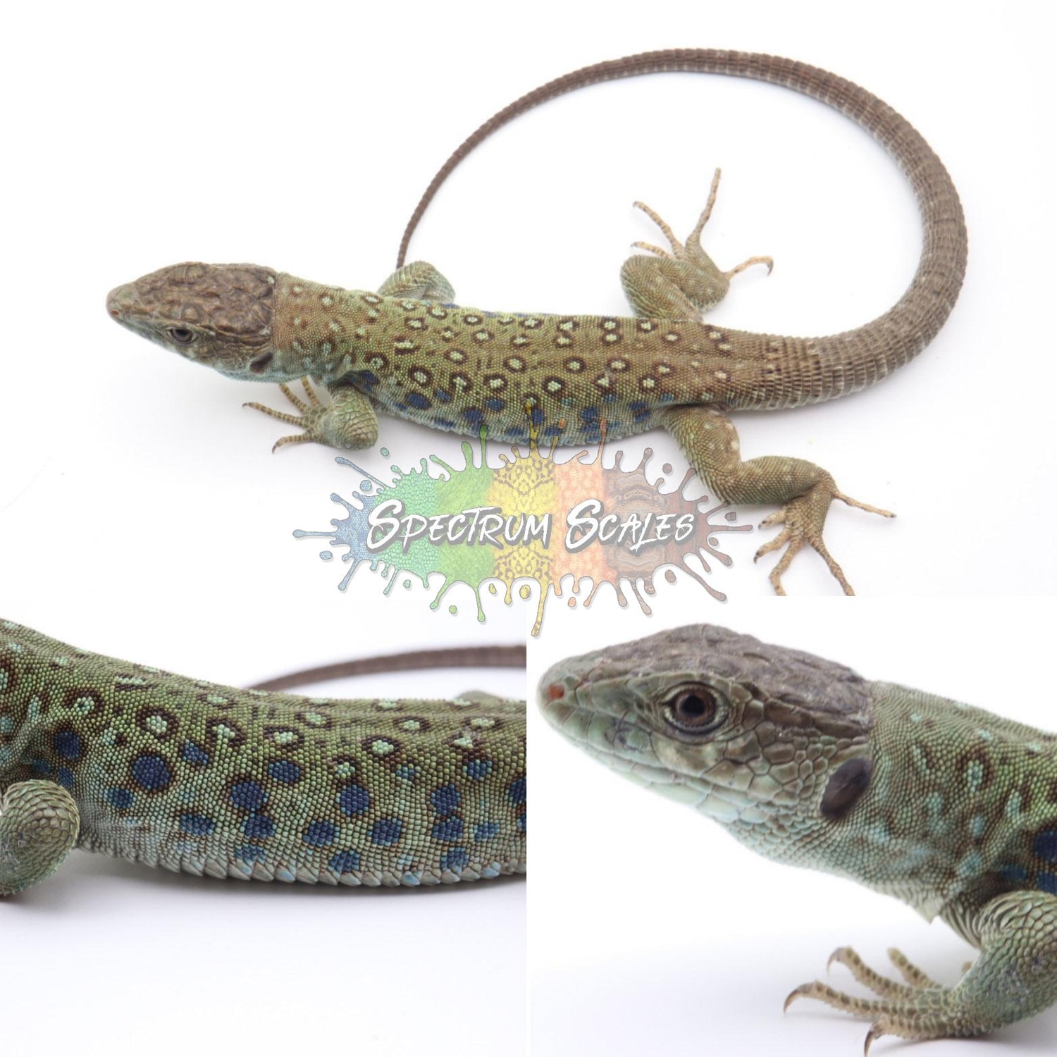 CB Jeweled Lacerta More Lizard by Spectrum Scales - MorphMarket