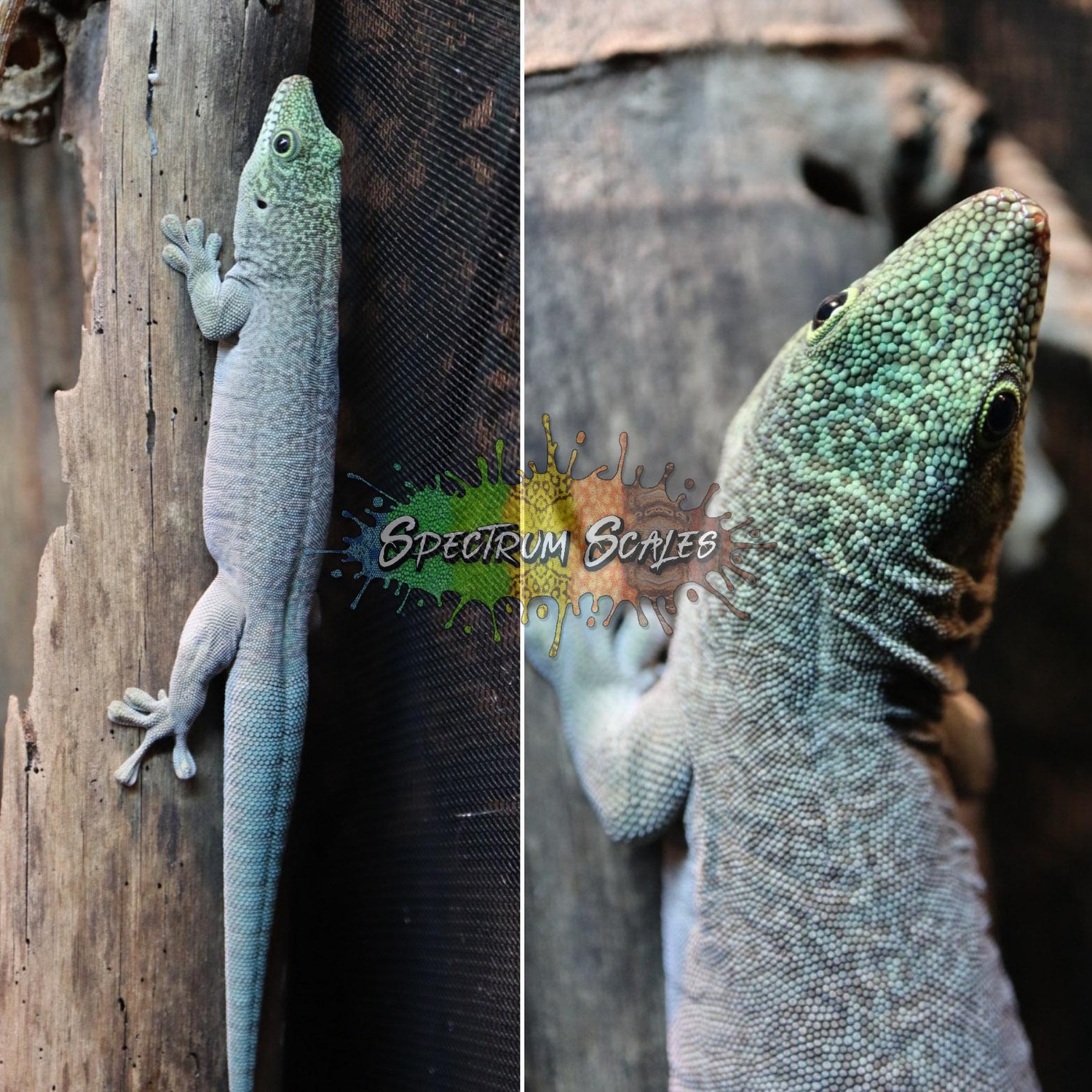 CB Standingi Day Gecko by Spectrum Scales - MorphMarket