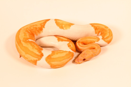 Dreamsicle Ball Python by Speed's Morphs, LLC