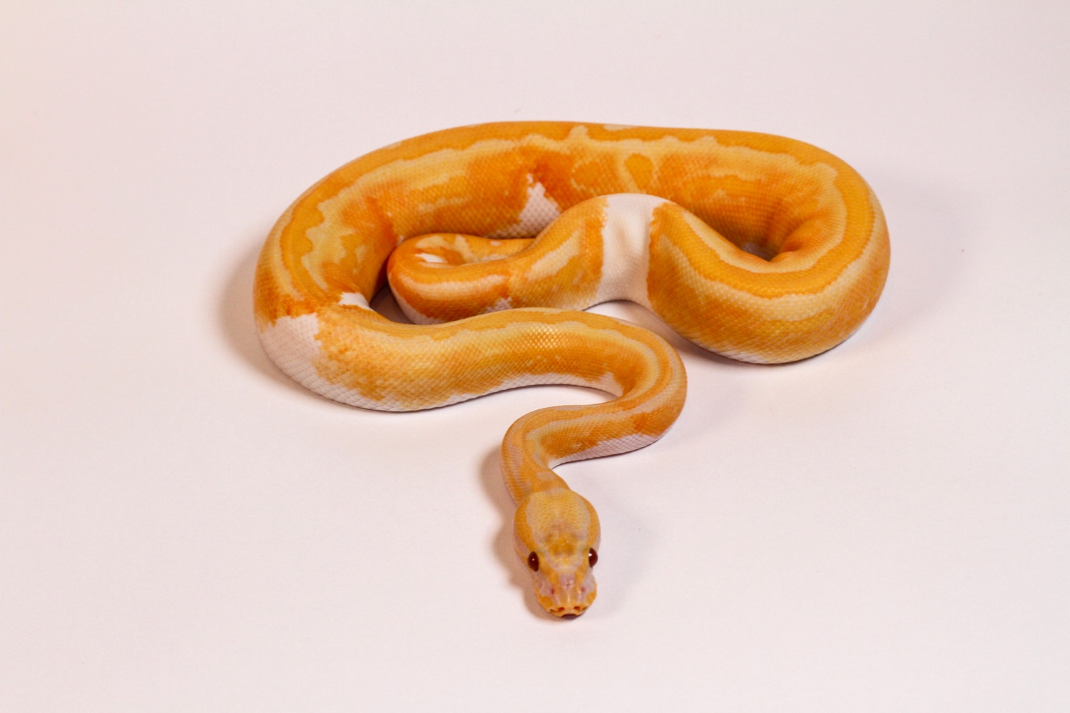 Dreamsicle Ball Python by Speed’s Morphs - MorphMarket