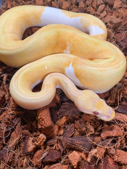 Dreamsicle Ball Python by Speed's Morphs, LLC