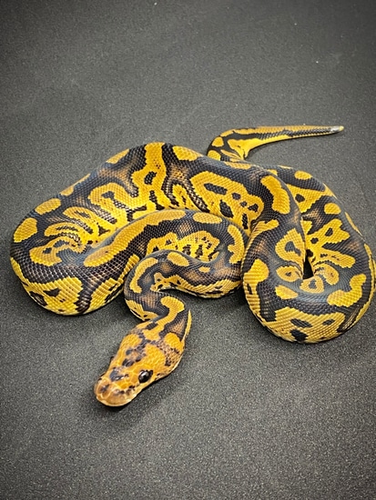 Acid Clown Ball Python by Speed’s Morphs