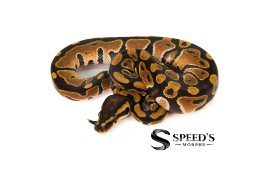 Holy Grail Project: Triple Het (Lavender, Clown, Pied) Ball Python by ...